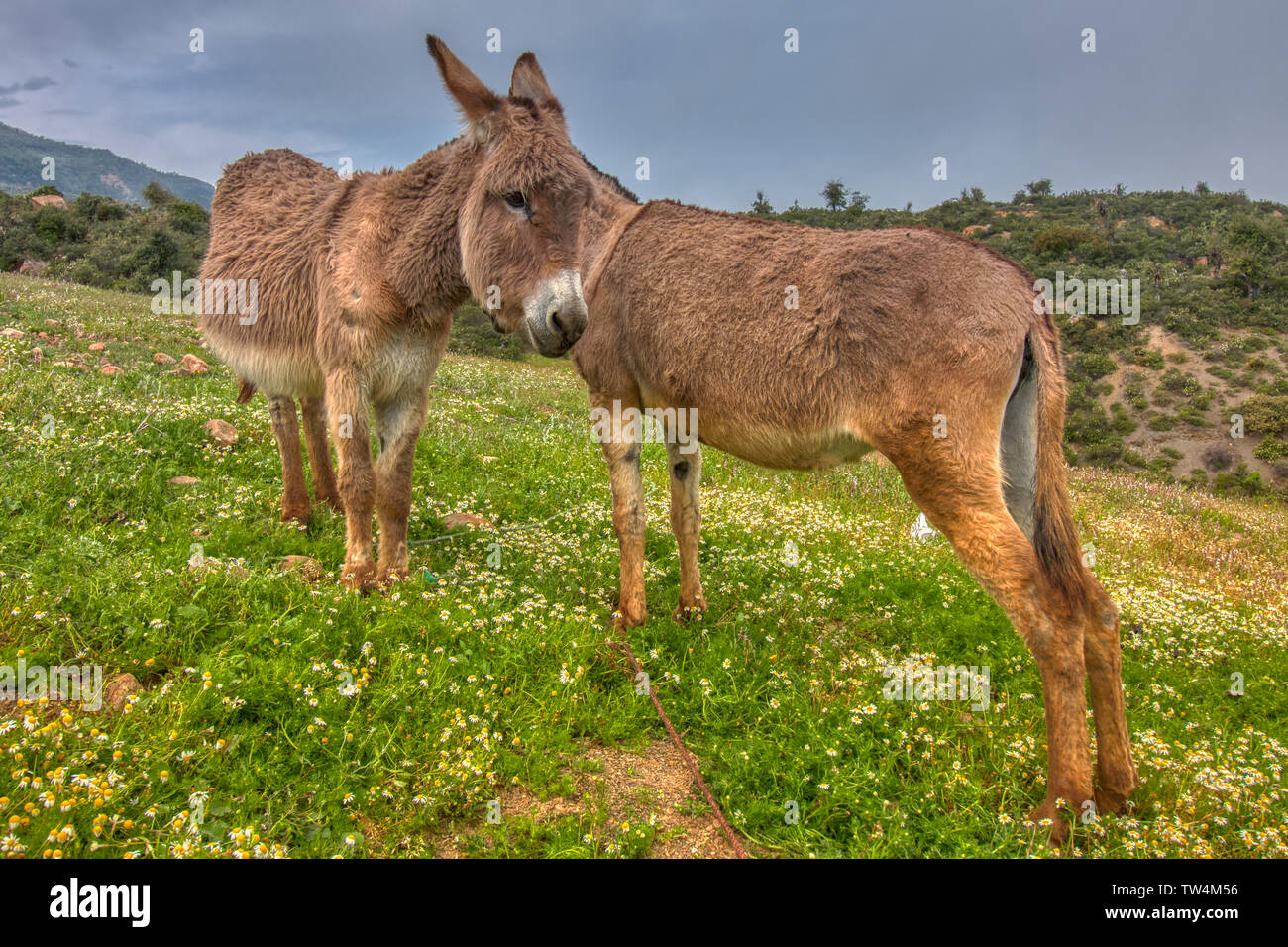 Two little donkeys grazing in the field Stock Photo - Alamy
