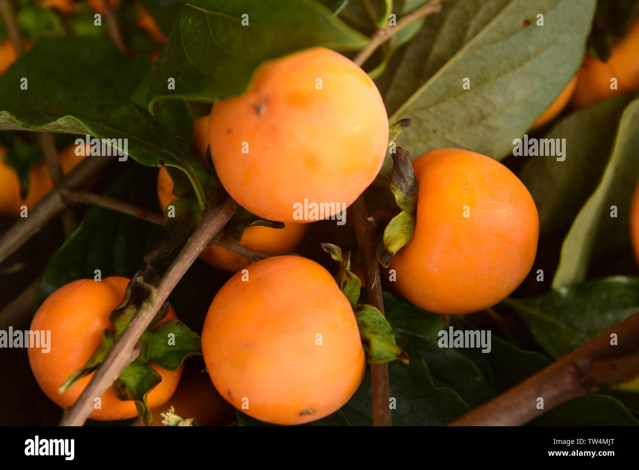 Rhubarb persimmon hi-res stock photography and images - Alamy