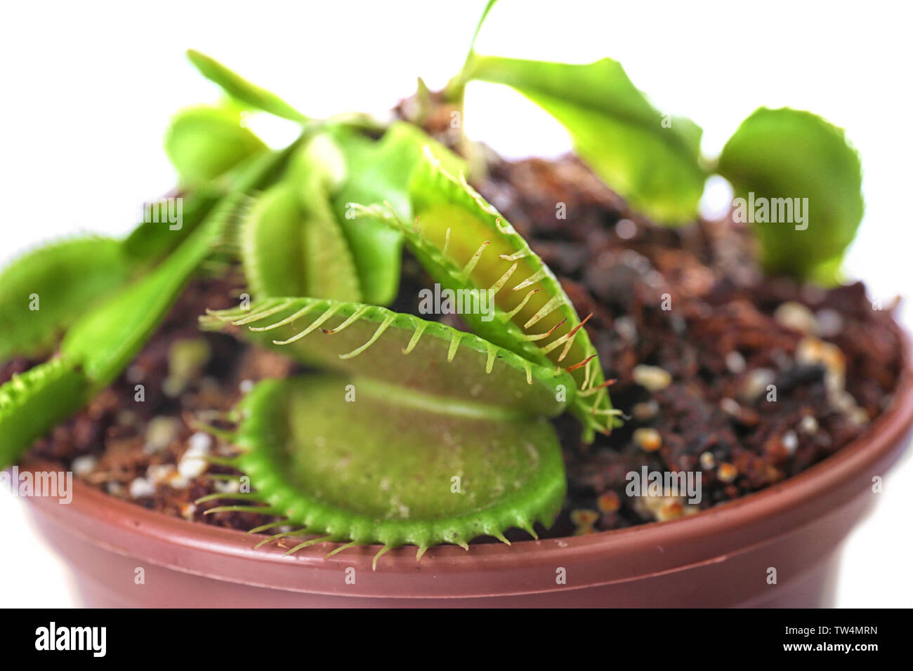 Dionaea muscipula on white hi-res stock photography and images - Alamy