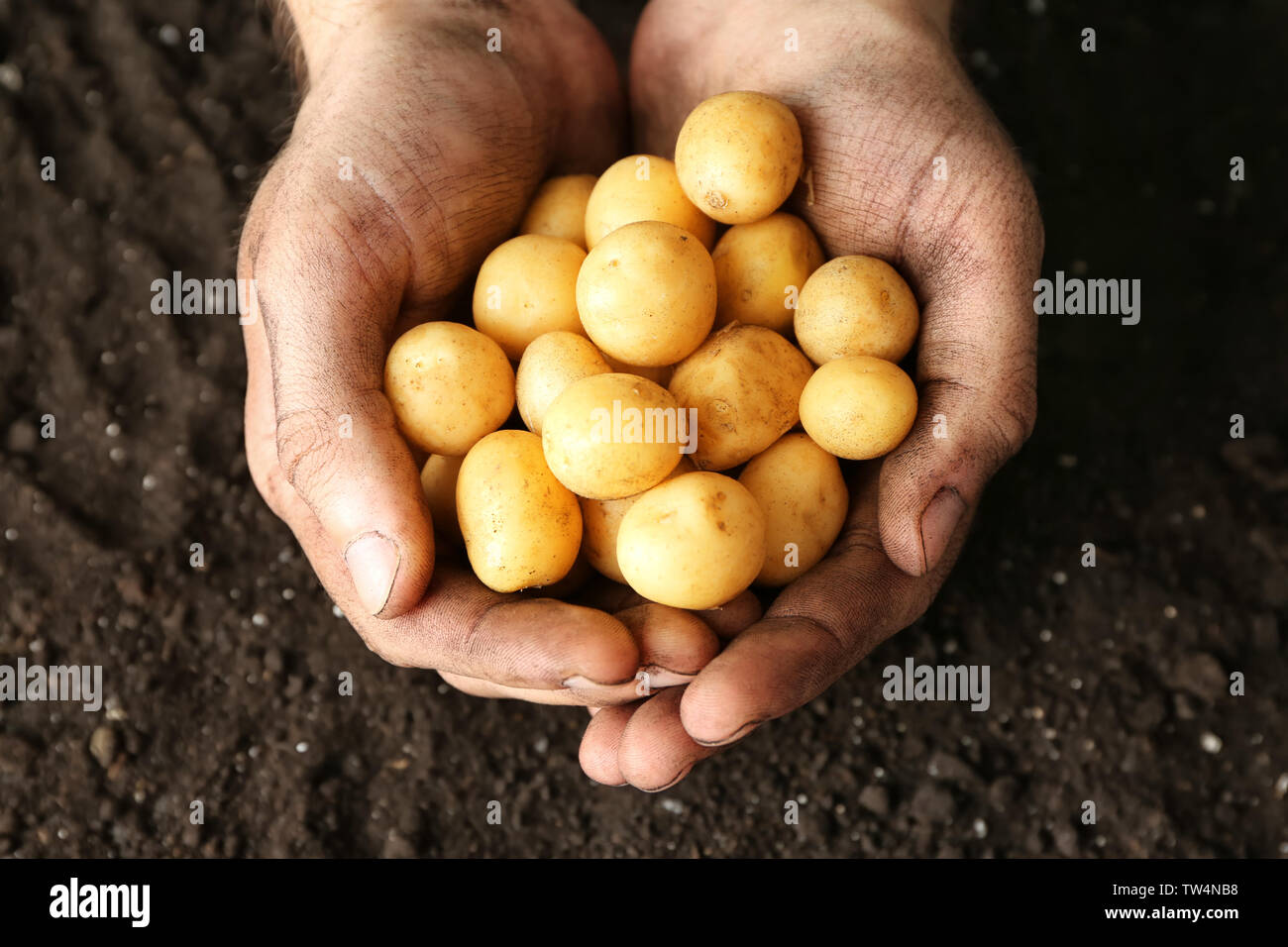 Man holding young potatoes hi-res stock photography and images - Alamy