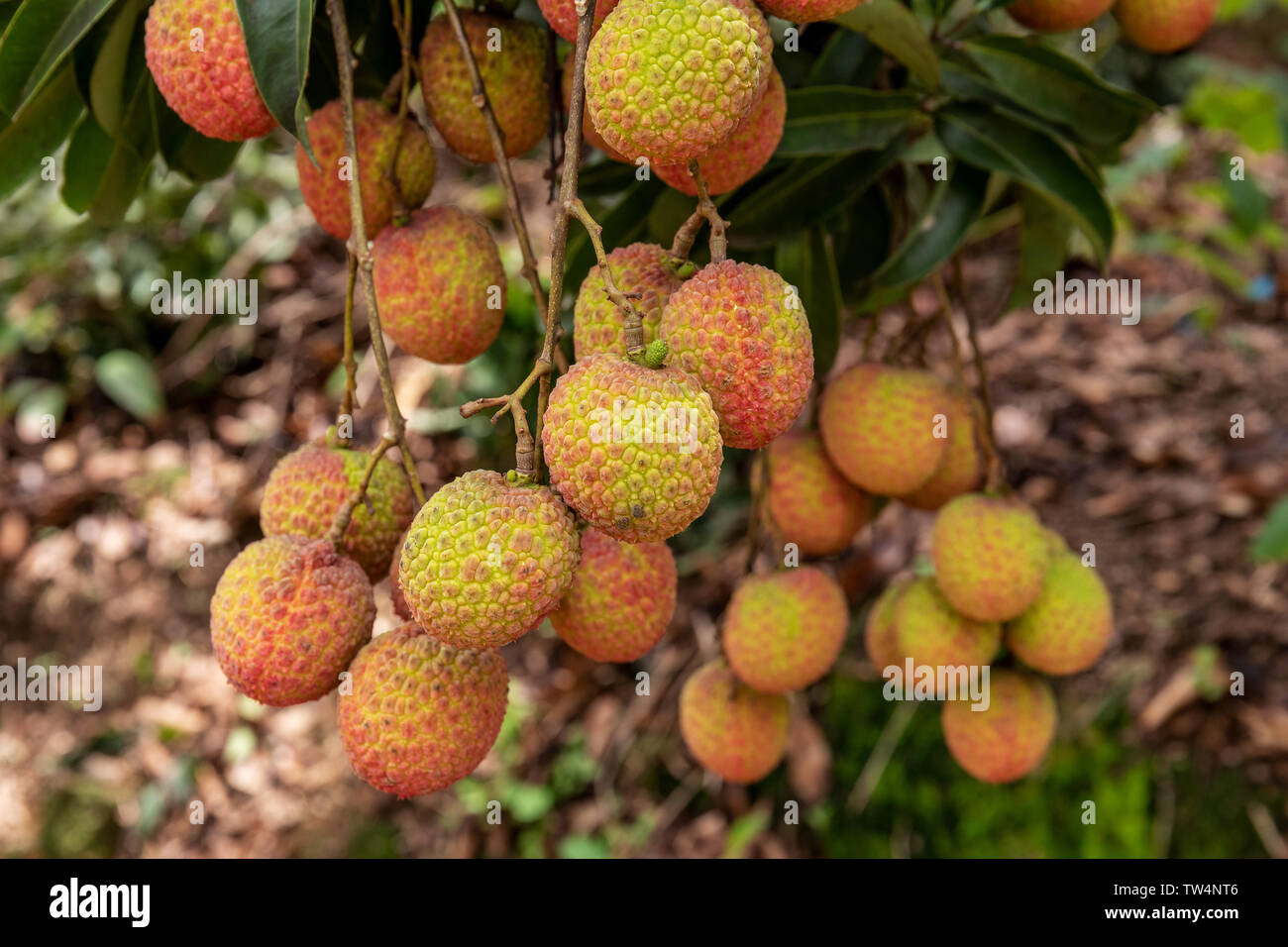 Tropical plants in foreign countries hi-res stock photography and ...