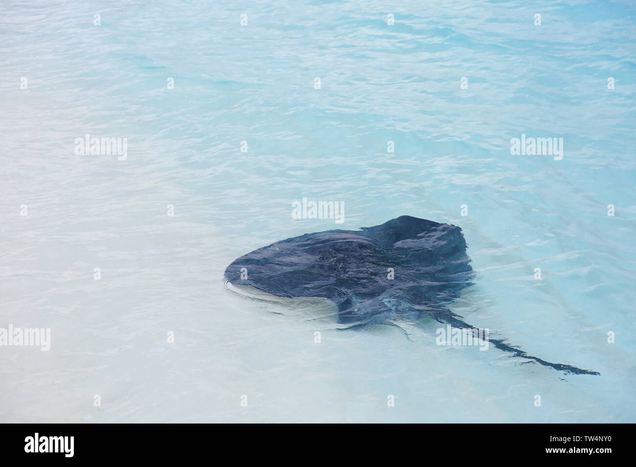 Vertebrate skate ray sea fish hi-res stock photography and images - Alamy