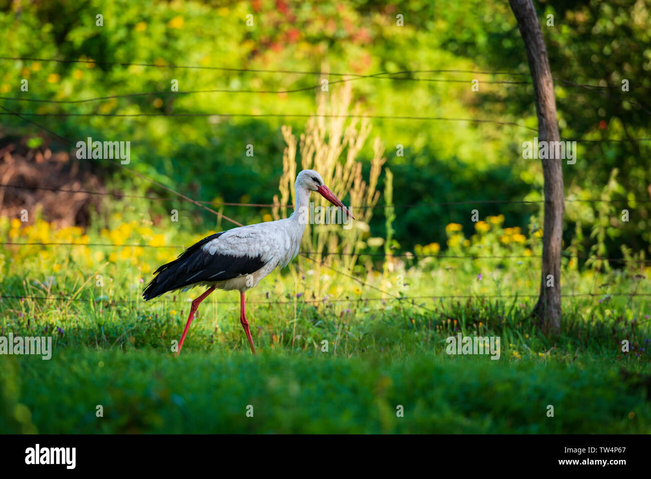 Wild stork walking at the countryside. Typical european big migrating ...