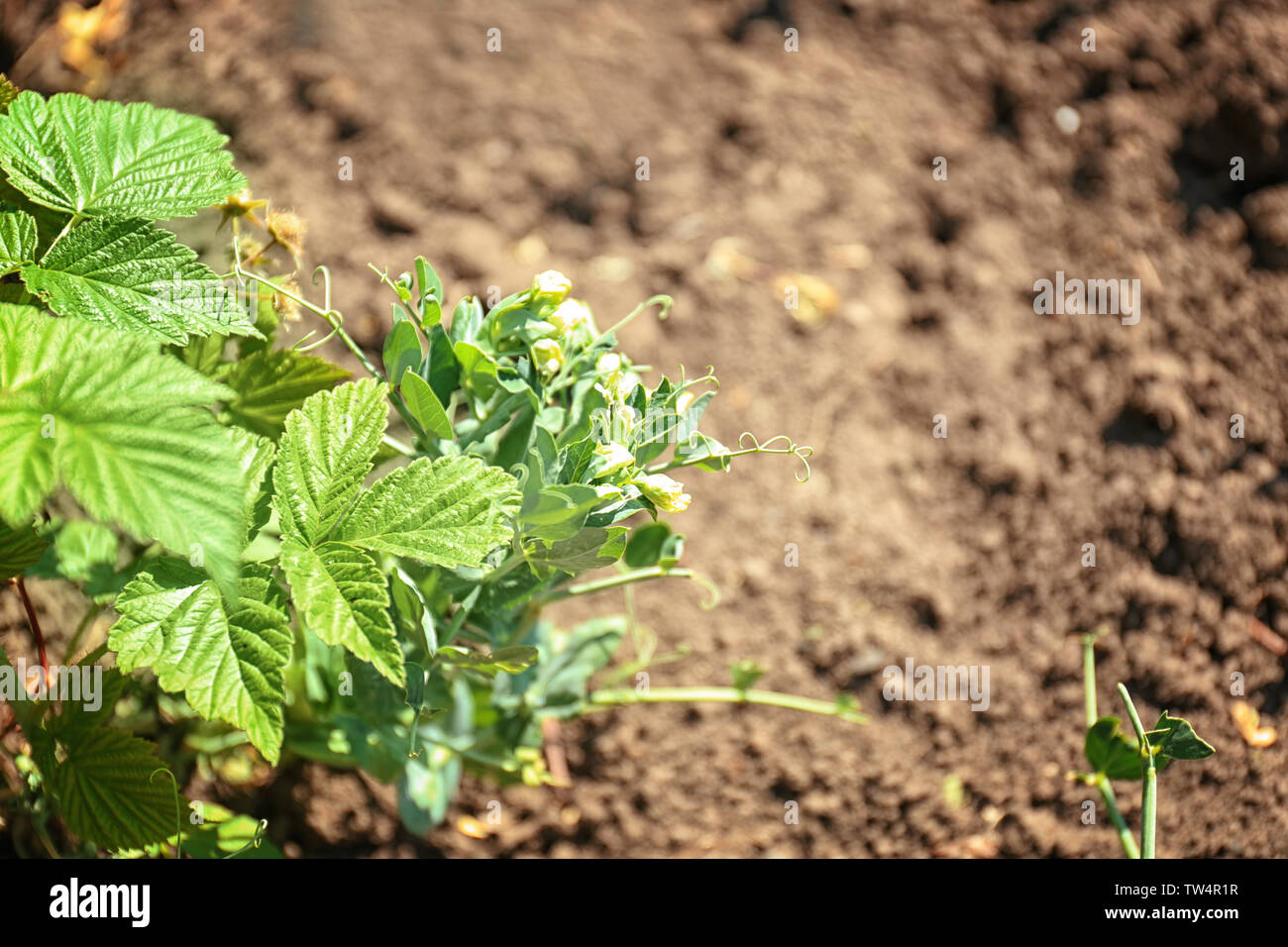 Green beans bush with raspberry in garden on sunny day Stock Photo - Alamy