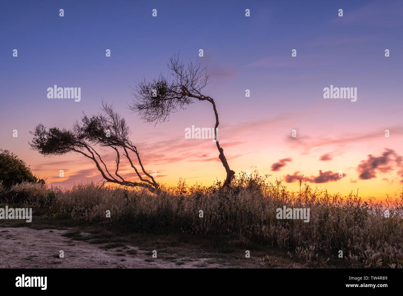 Tree growing on edge cliff hi-res stock photography and images - Alamy