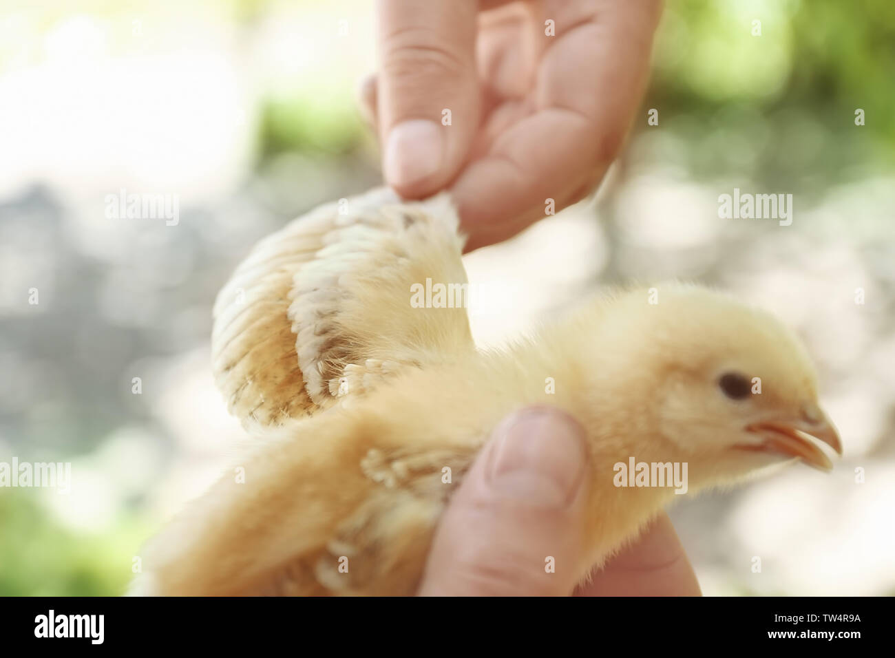 Human rearing hi-res stock photography and images - Alamy