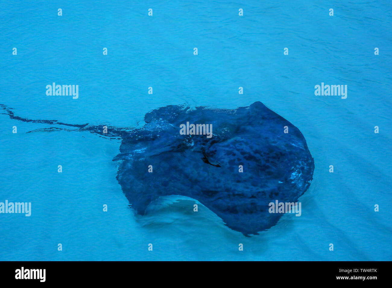 Vertebrate skate ray sea fish hi-res stock photography and images - Alamy