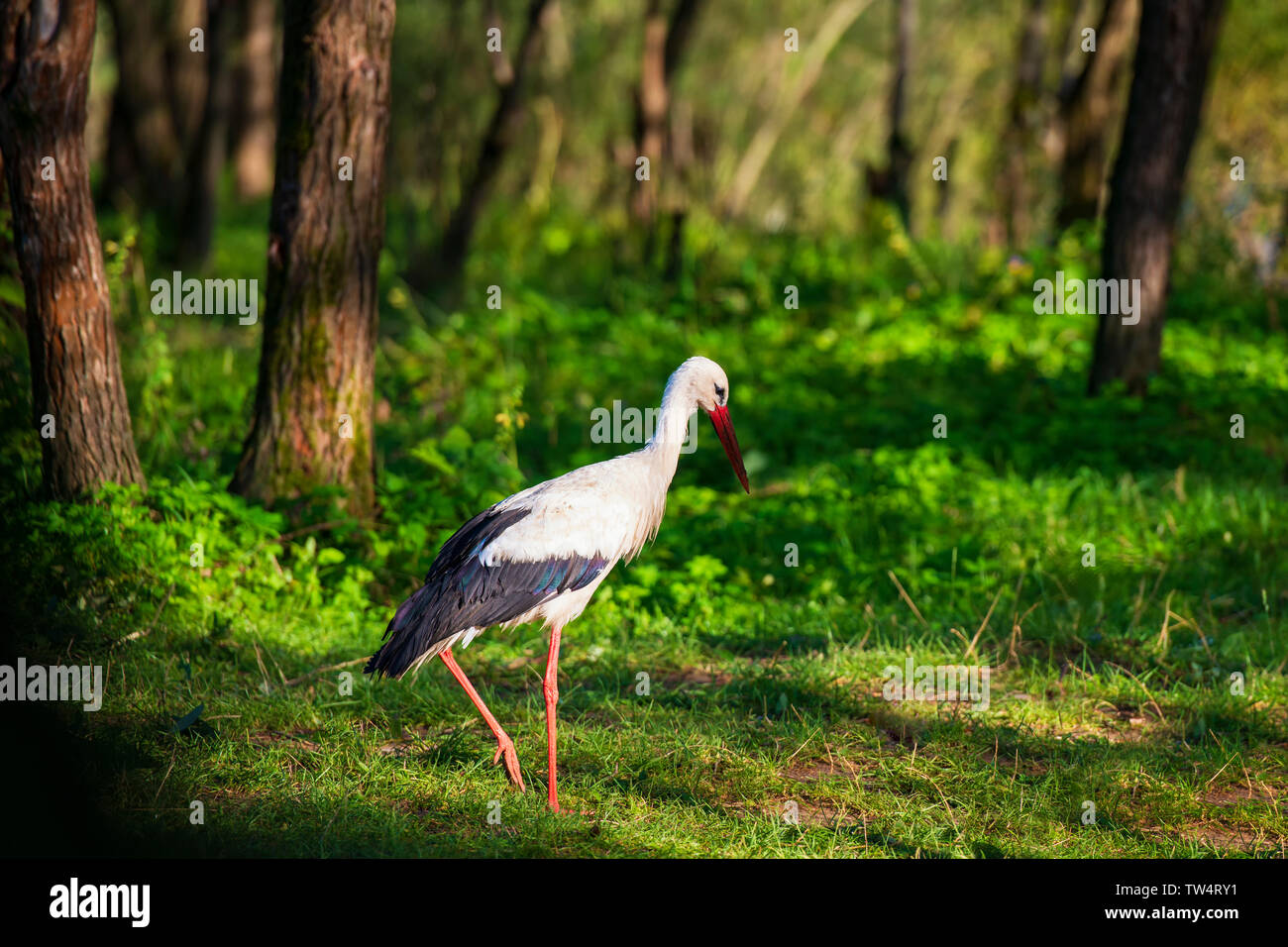 Wild stork in the forest. Migrating bird Stock Photo - Alamy