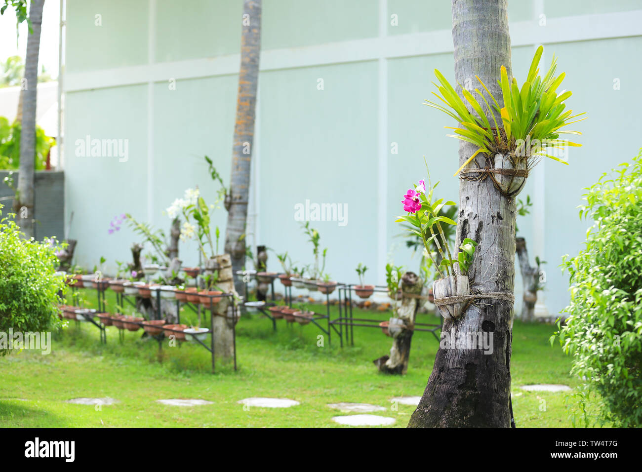 Beautiful garden with tropical plants at resort Stock Photo - Alamy