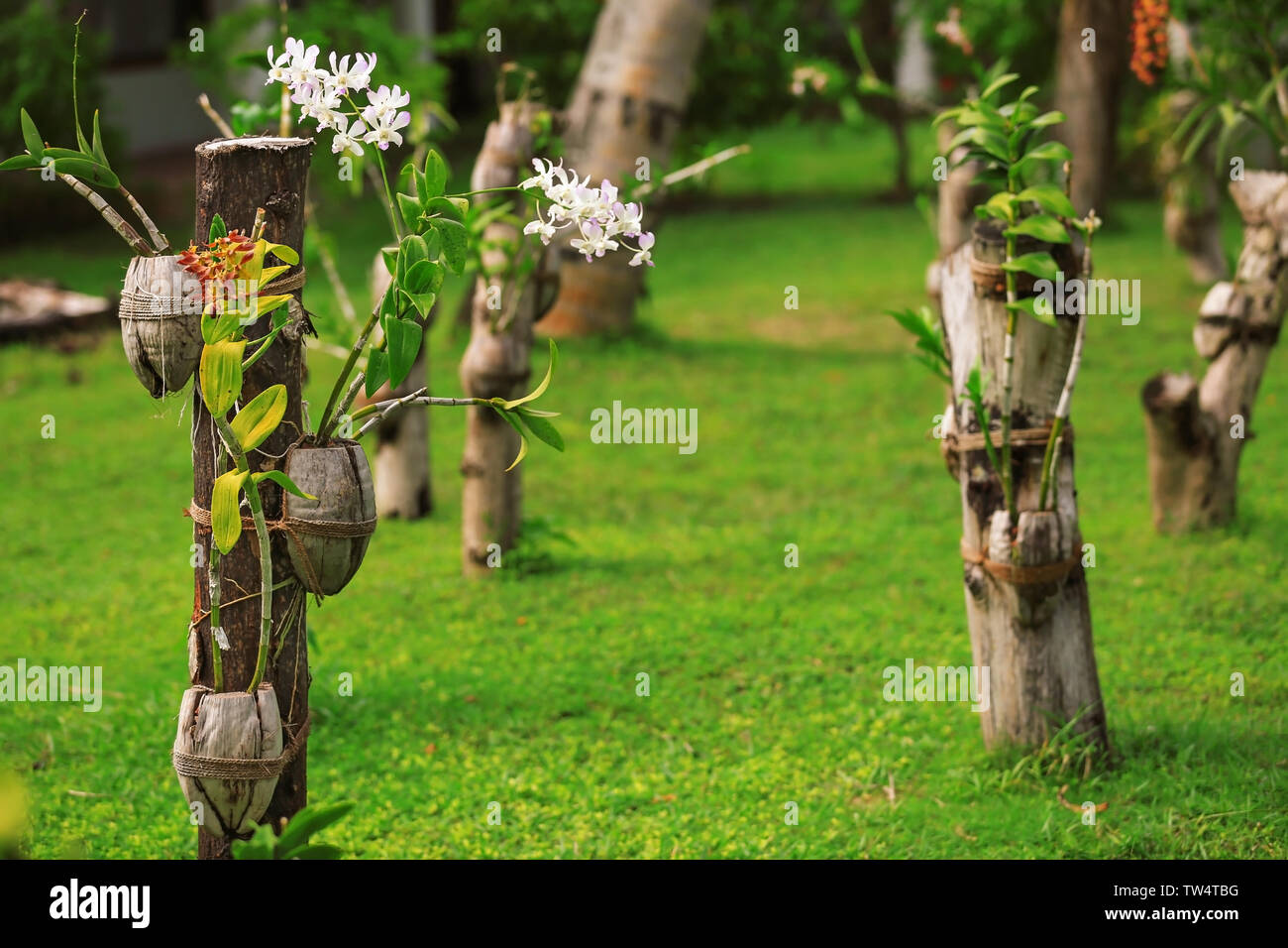 Beautiful garden with tropical plants at resort Stock Photo - Alamy
