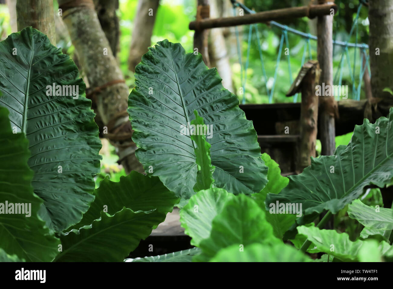 Green tropical plants at resort Stock Photo - Alamy