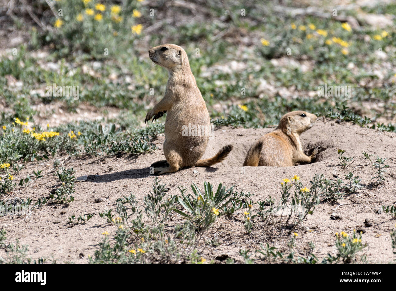 Burrowing rodent hi-res stock photography and images - Alamy