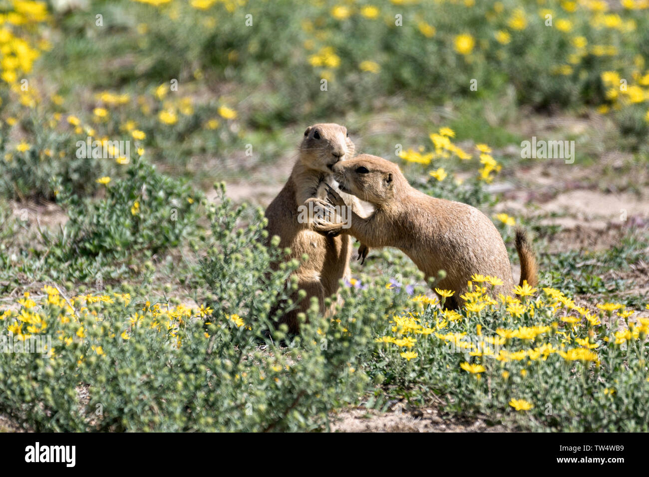 Black tailed prairie dogs playing hi-res stock photography and images ...