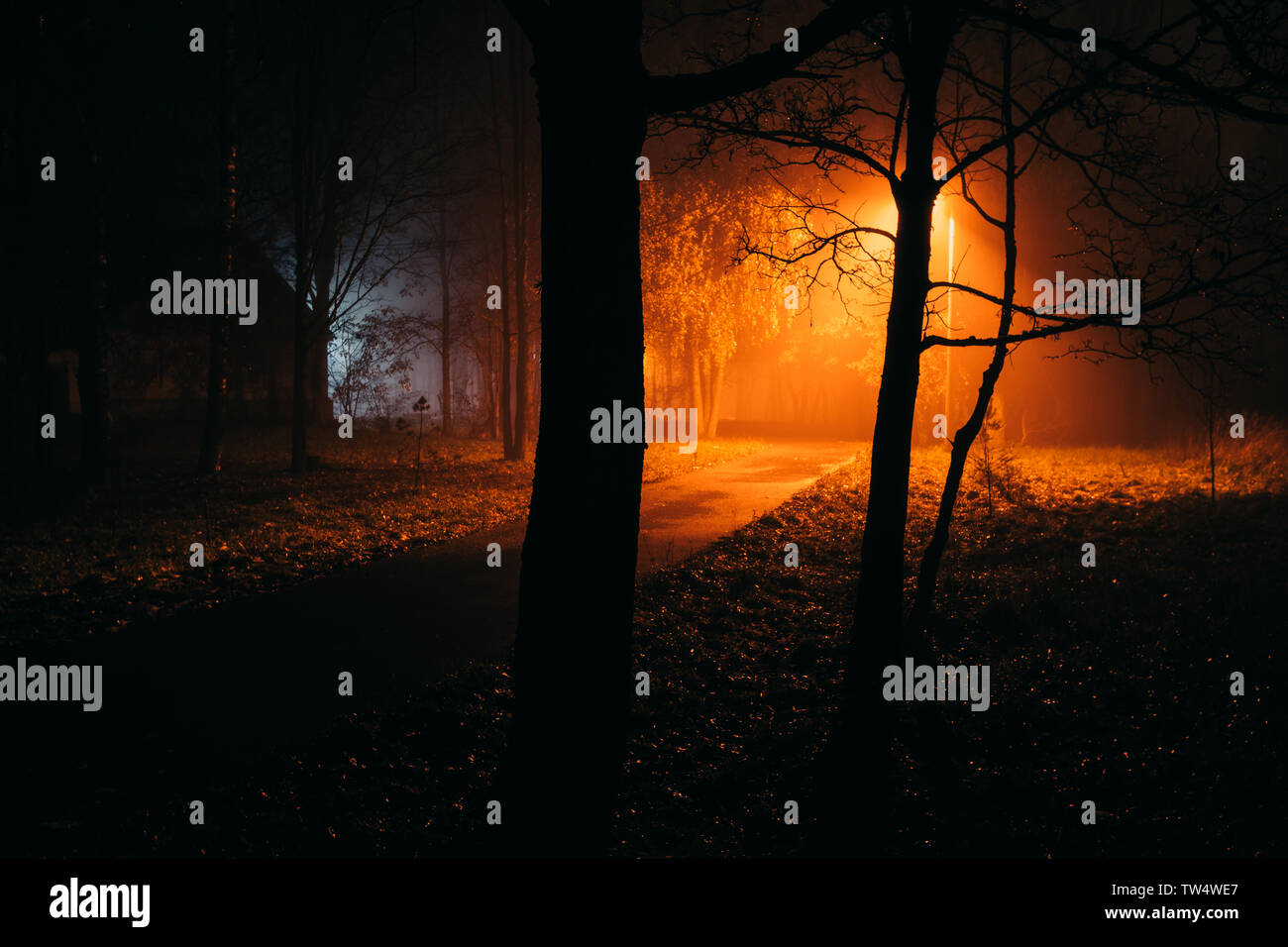 Scary park in the autumn night Stock Photo - Alamy