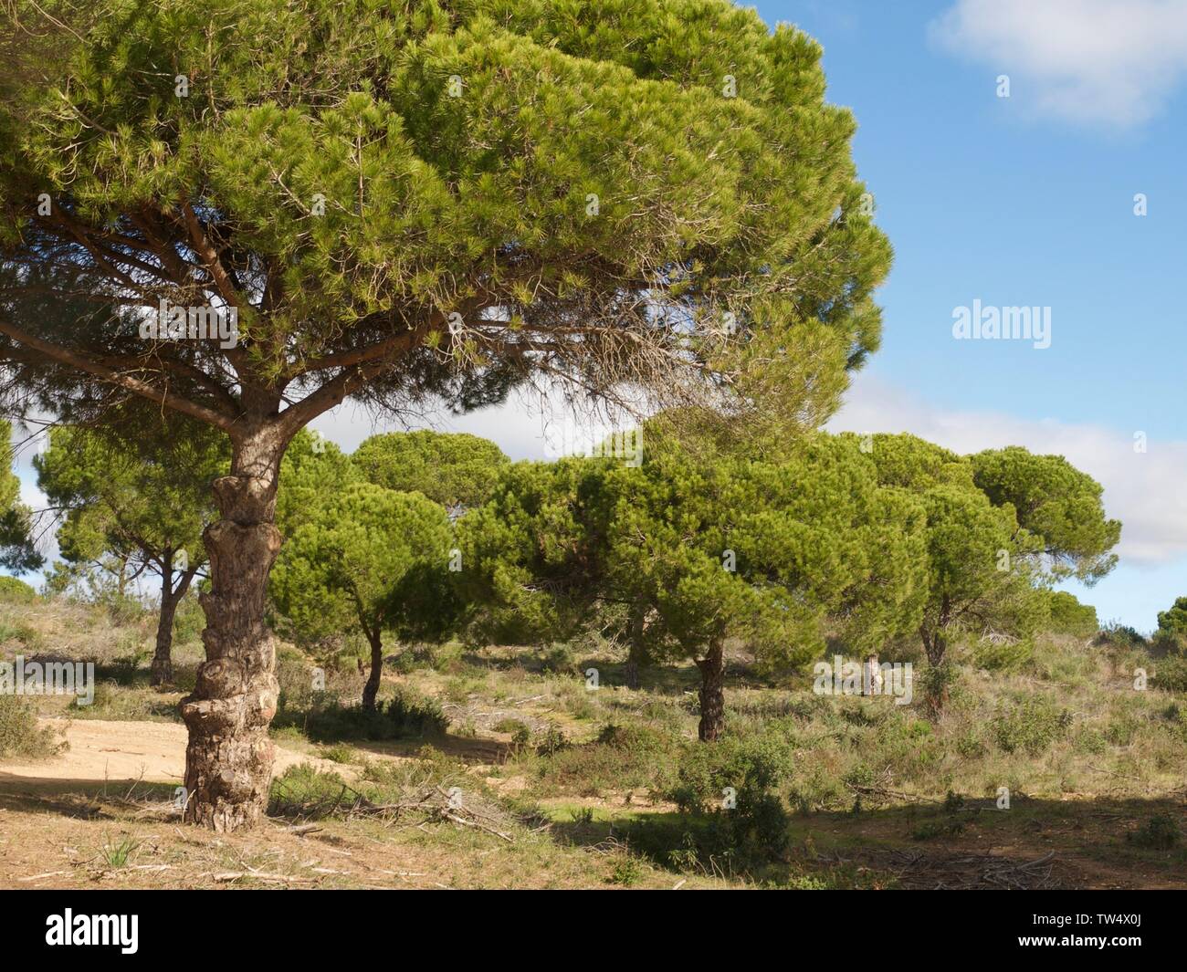 Pine trees pines algarve portugal hi-res stock photography and images ...