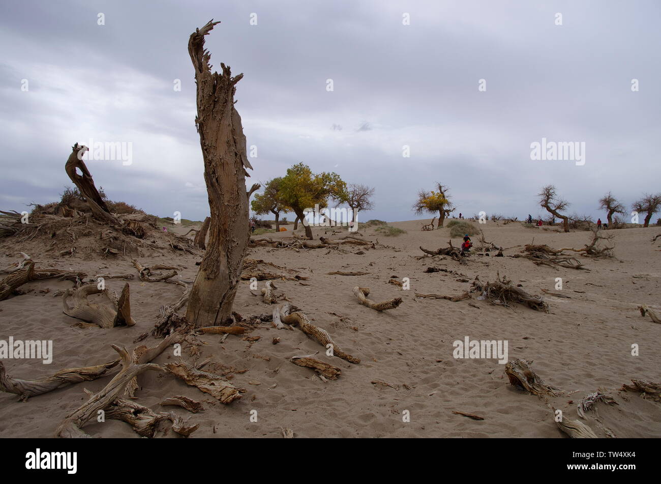 Inner Mongolia Hu Yang Lin Ejina Stock Photo - Alamy
