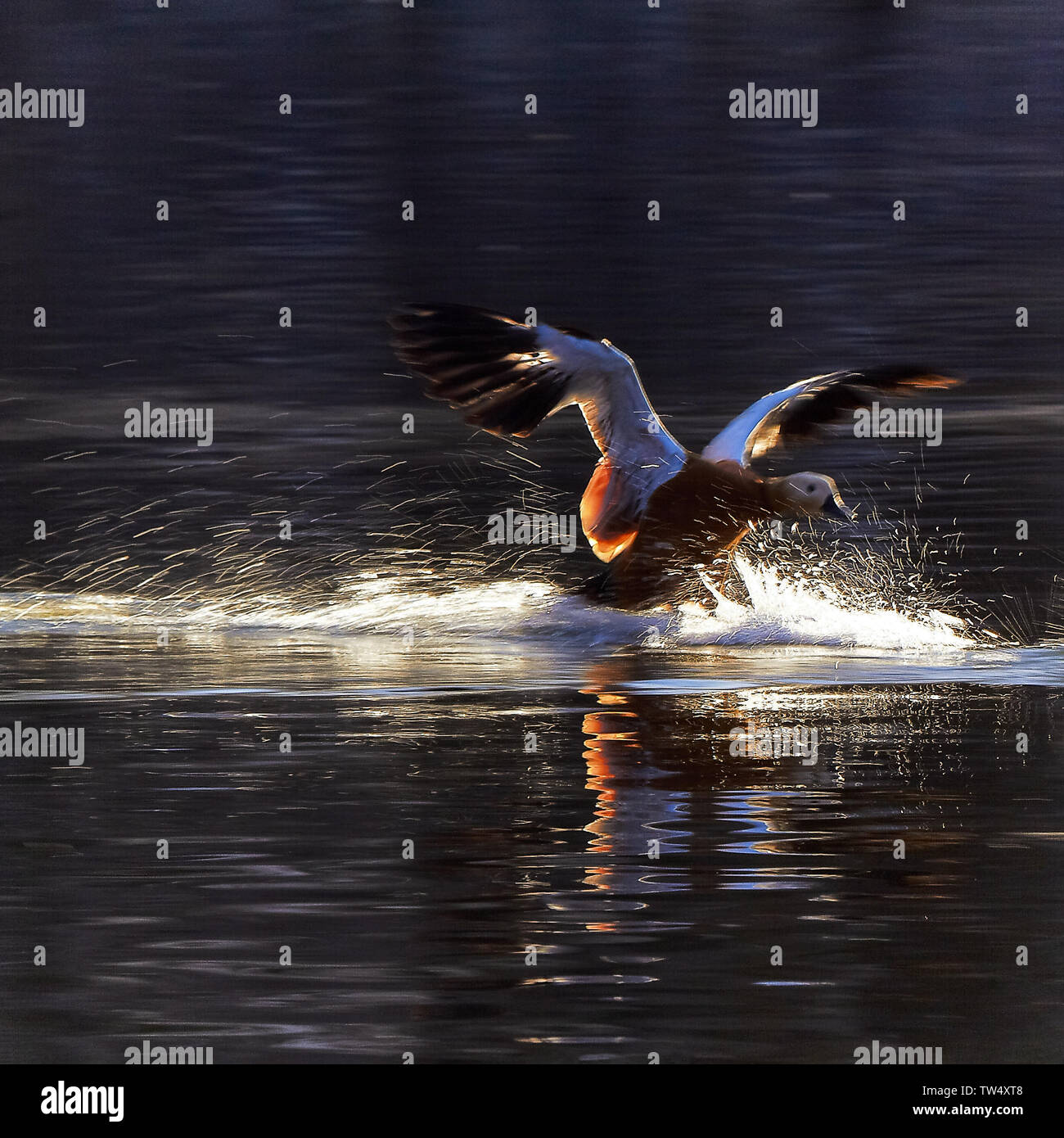 Slow door snaps flying birds Stock Photo - Alamy
