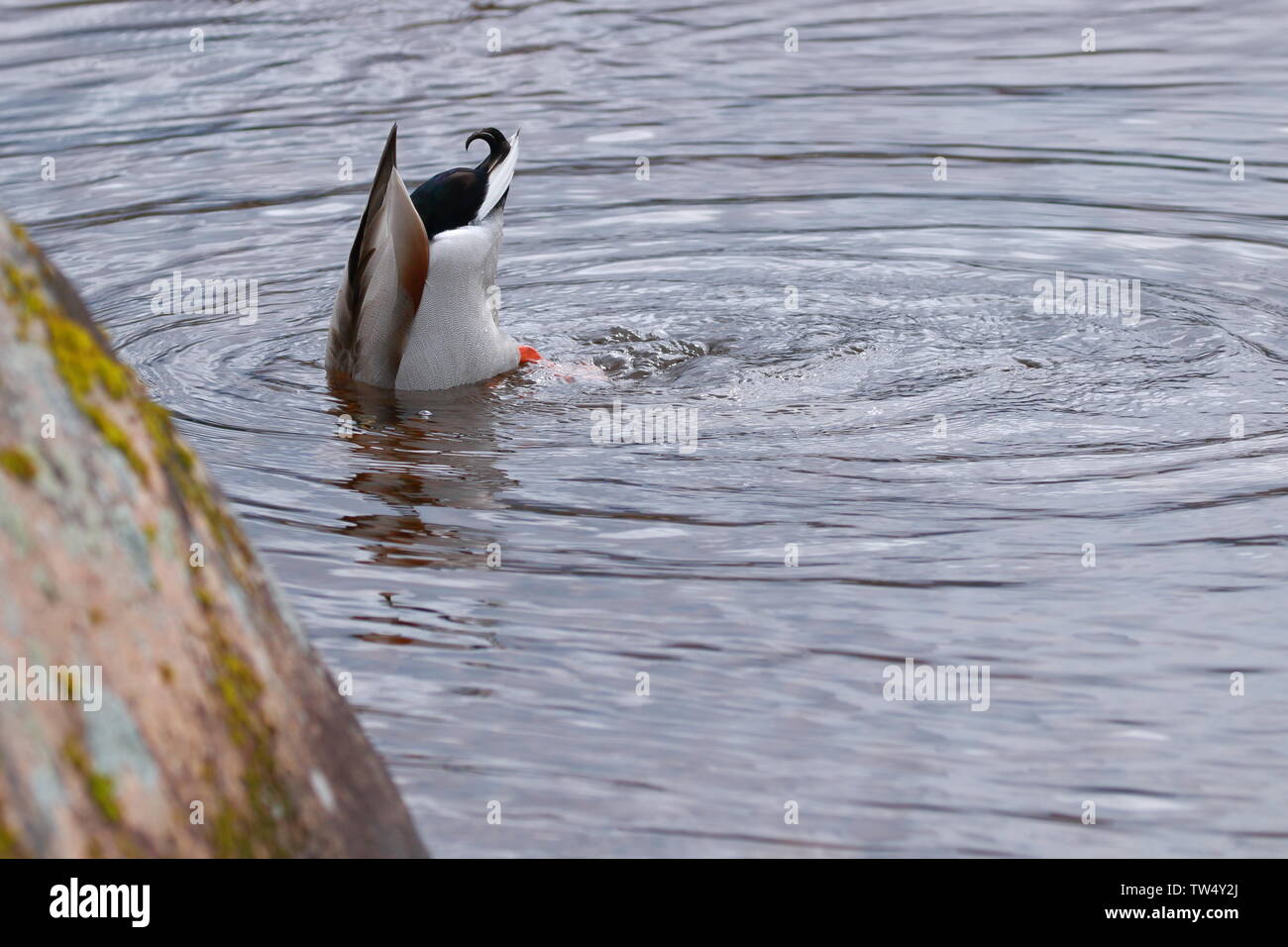 Heads or tails? Tails. Mallard Anas platyrhynchos with tail up in the ...