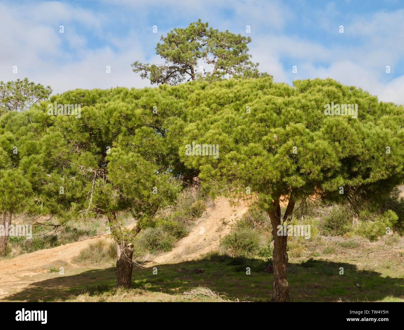 Forest of pine trees at praia da Falesia in Albufeira in Portugal Stock ...