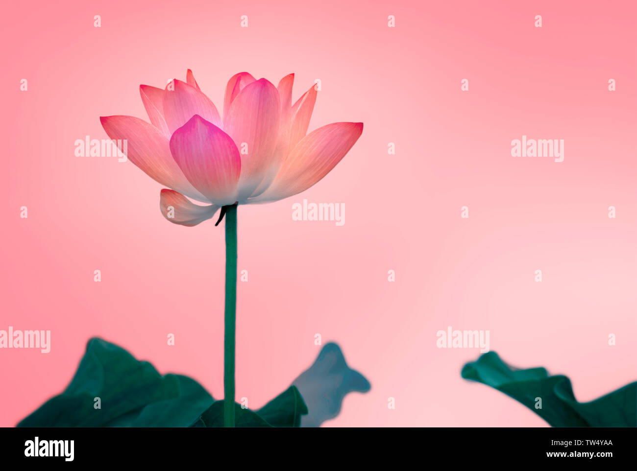 Creative lotus, unique beauty, love overflowing picture, artistic ...