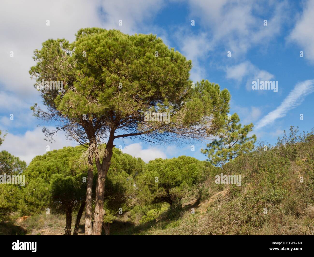 Pine trees pines algarve portugal hi-res stock photography and images ...