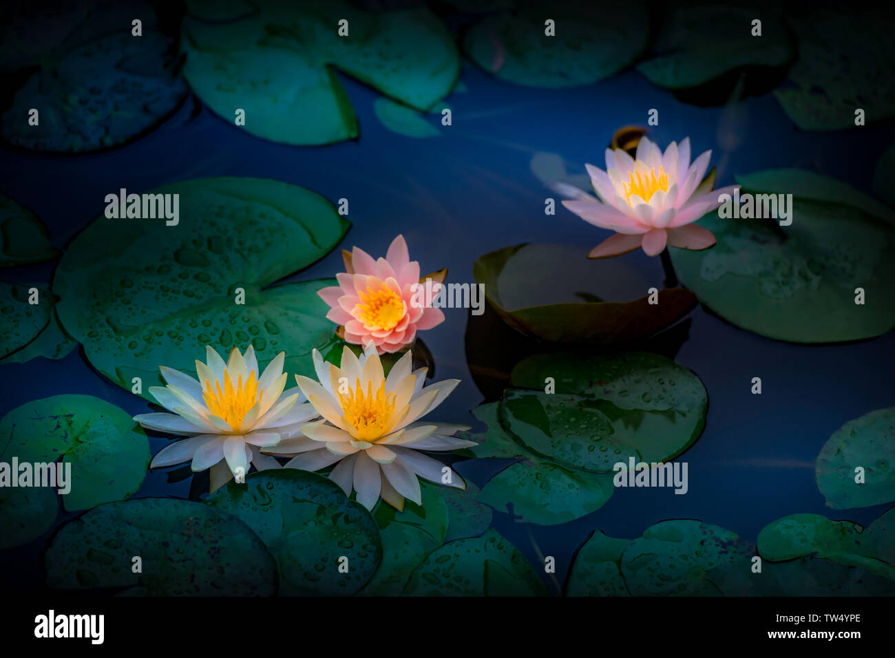 Creative lotus, unique beauty, love overflowing picture, artistic ...