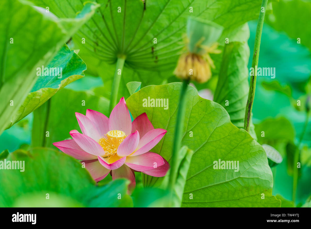 Lily foreign aquatic plants and plants hi-res stock photography and ...