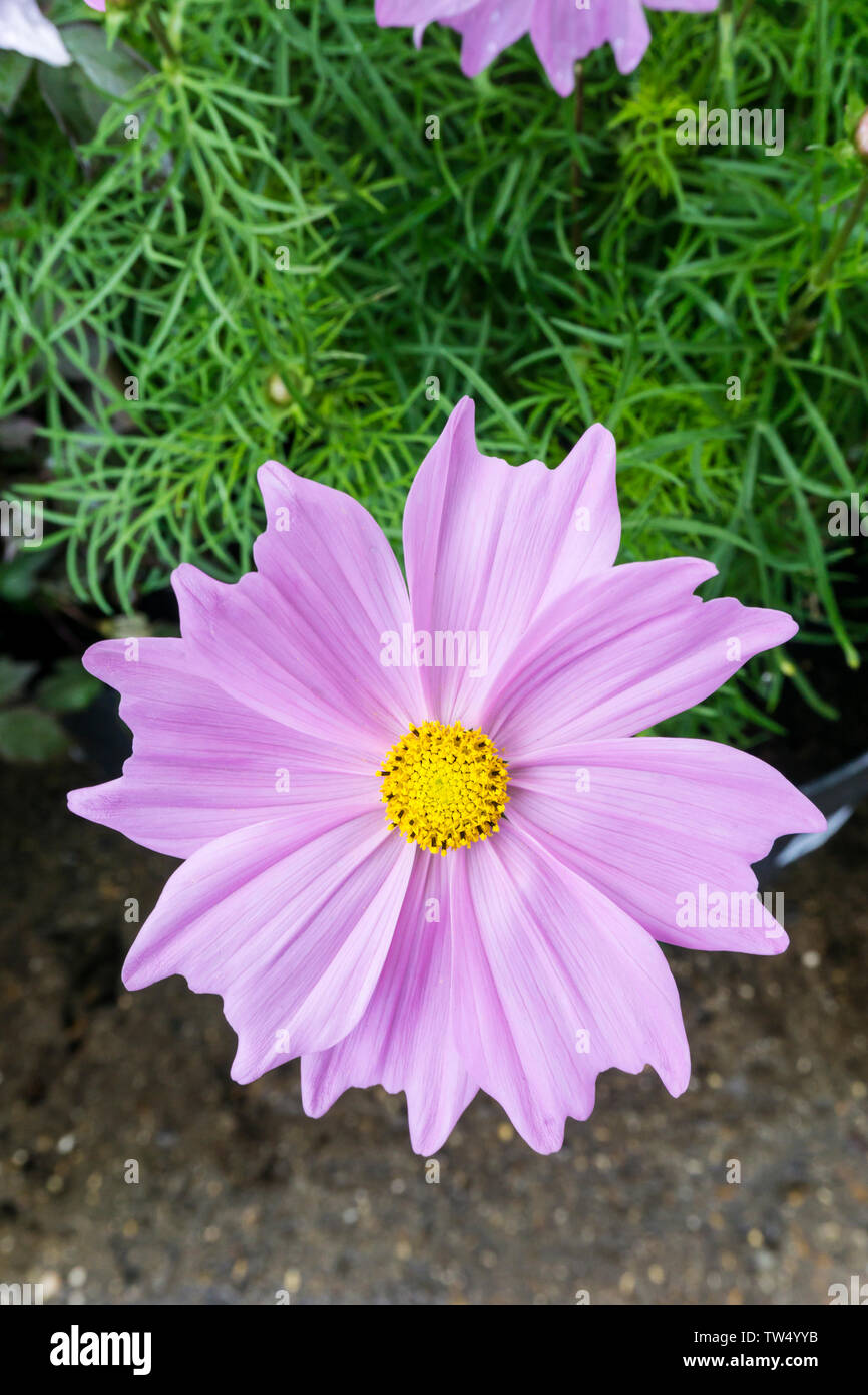 Vertical cosmos hi-res stock photography and images - Alamy