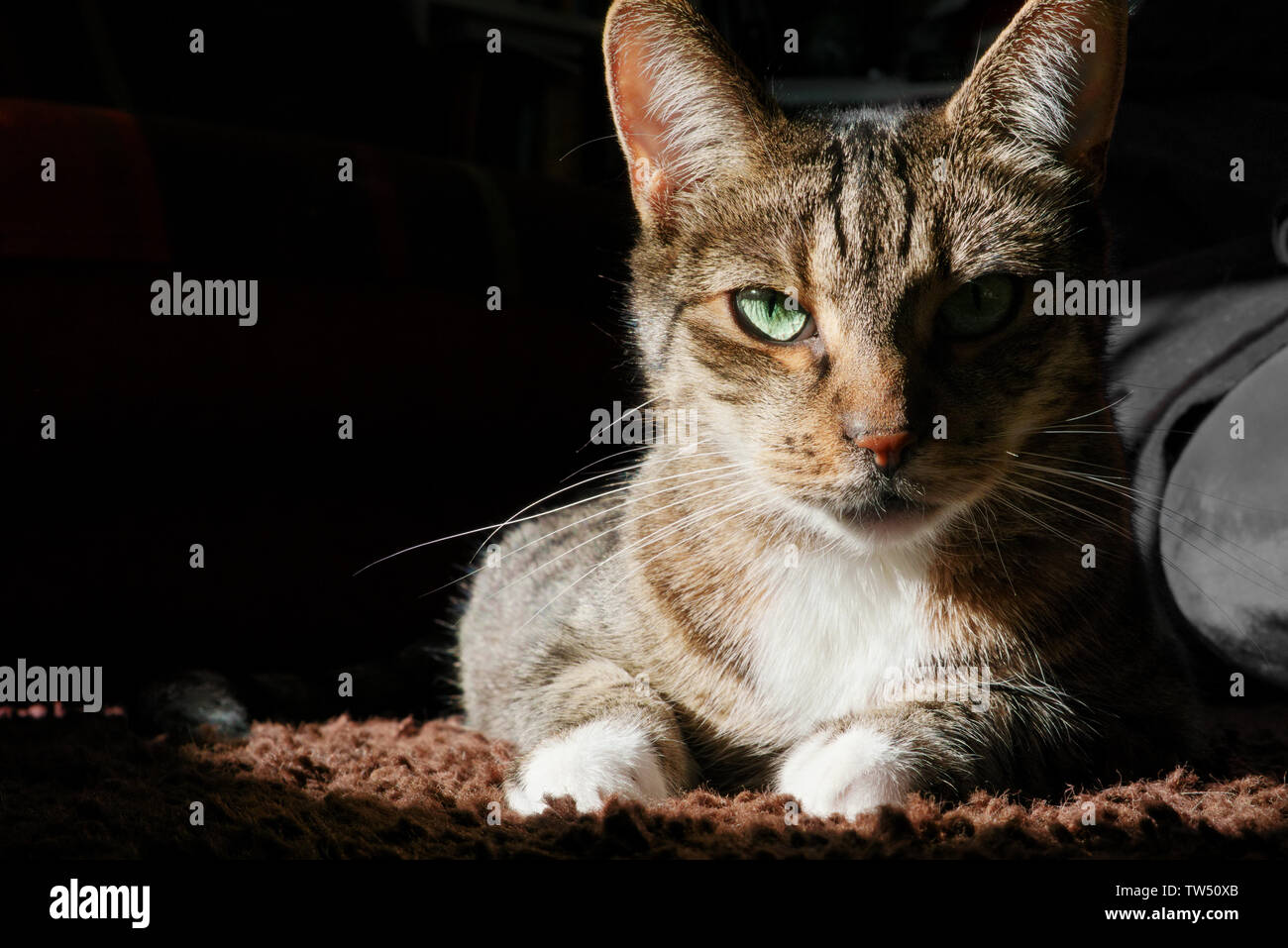 Tabby cat lying in sphinx pose and looking with his blue-green eyes ...