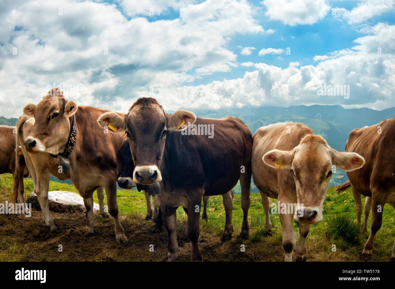 Brown swiss cows hi-res stock photography and images - Alamy