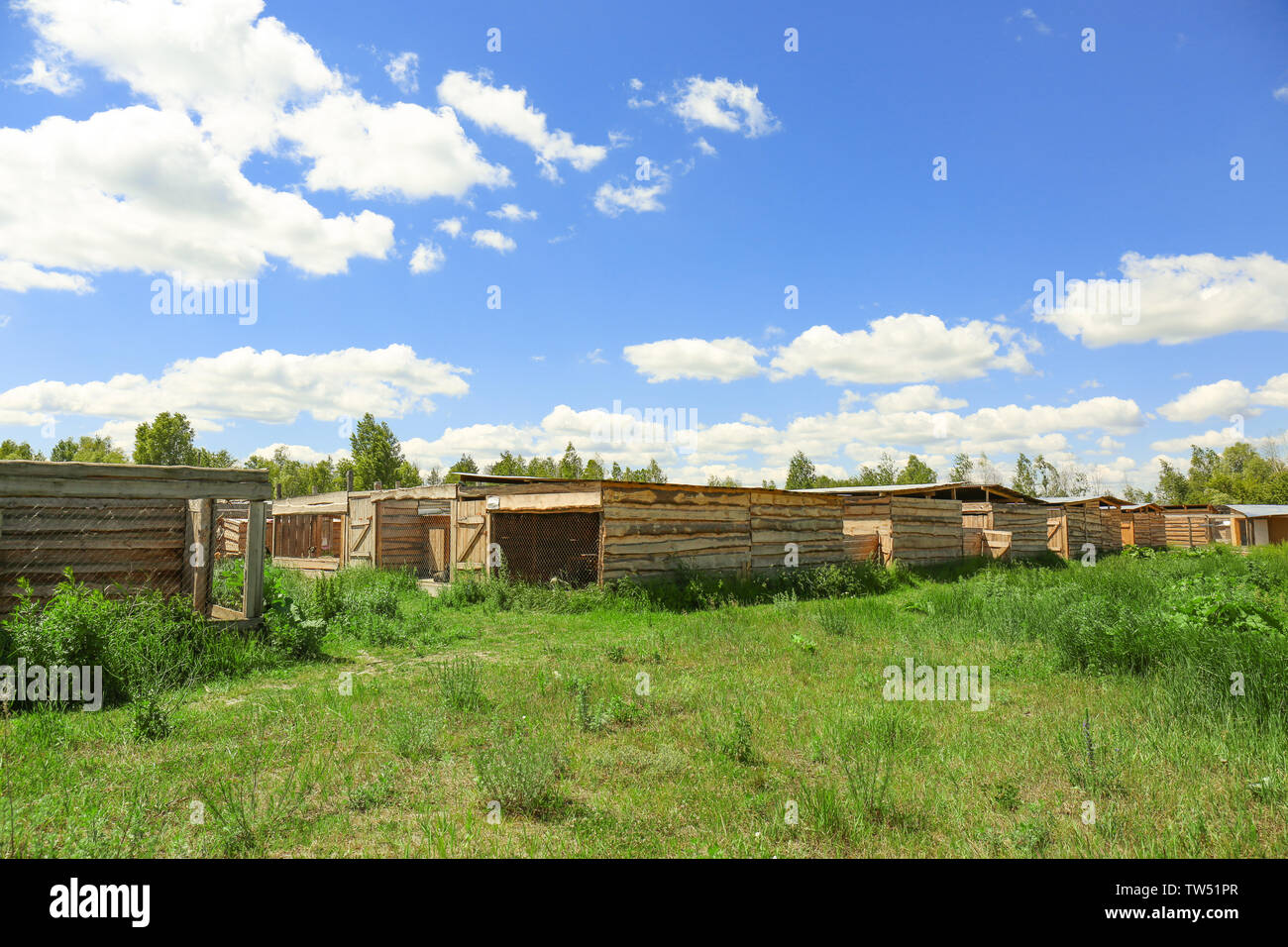 Shelter cages with homeless dogs Stock Photo - Alamy