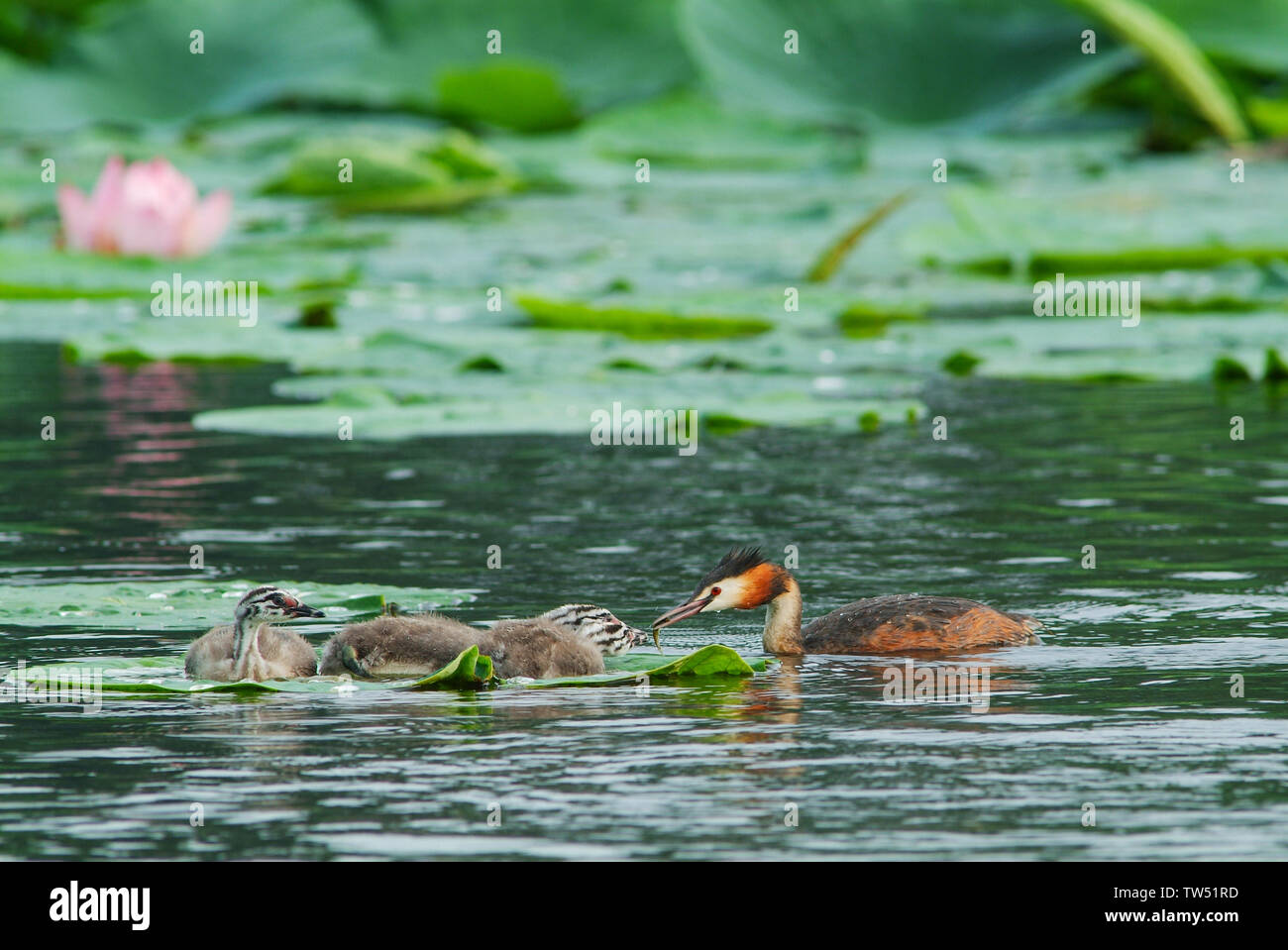 China-Russia Boundary Lake Xingkai Lake Bird Data Film 2007 and Before ...