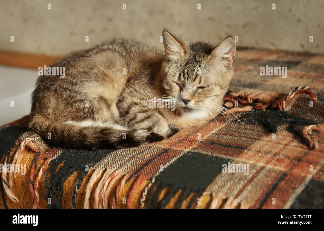 Cute homeless cat in animal shelter Stock Photo - Alamy