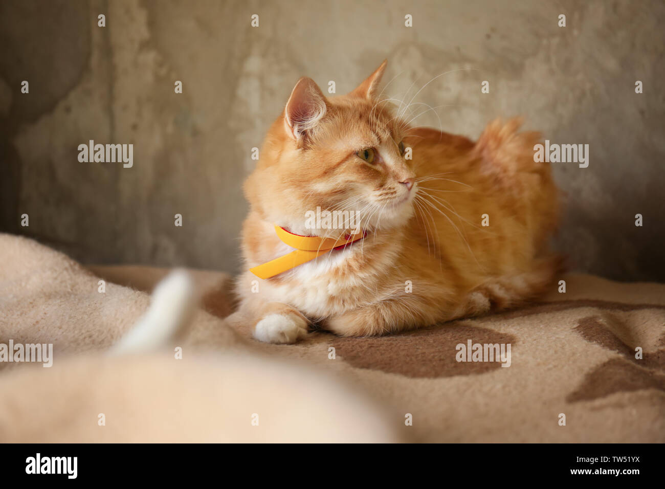 Cute homeless cat in animal shelter Stock Photo - Alamy