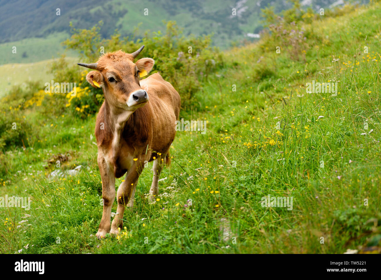 Smart cow hi-res stock photography and images - Alamy