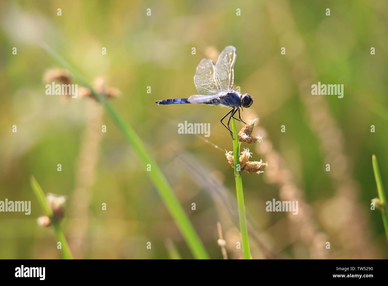 Flowers, birds, insects Stock Photo - Alamy
