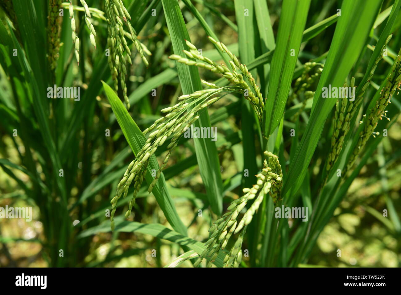 Rice spike paddy field, rice Stock Photo - Alamy