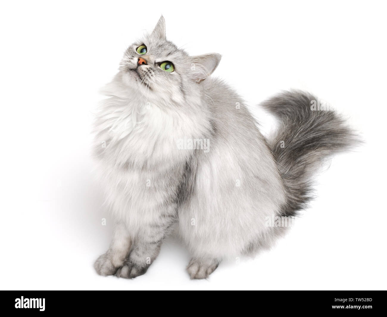 Pretty grey long hair cat looking up isolated on white, focus on face ...
