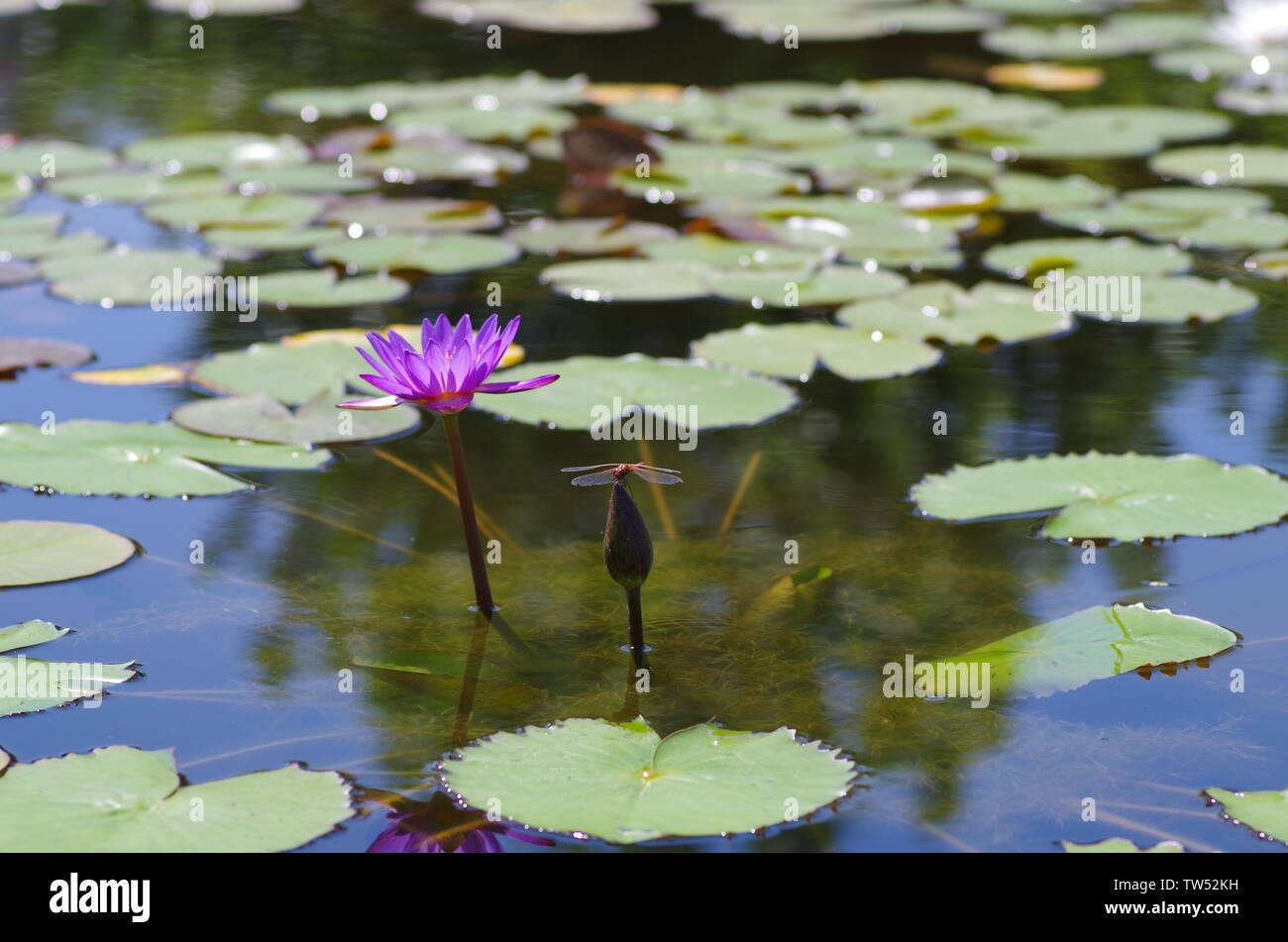 Protective pool gear hi-res stock photography and images - Alamy