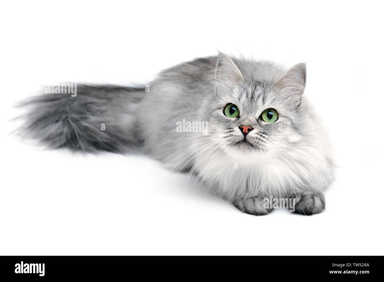 Grey long-hair cat with green eyes, focus on face Stock Photo - Alamy