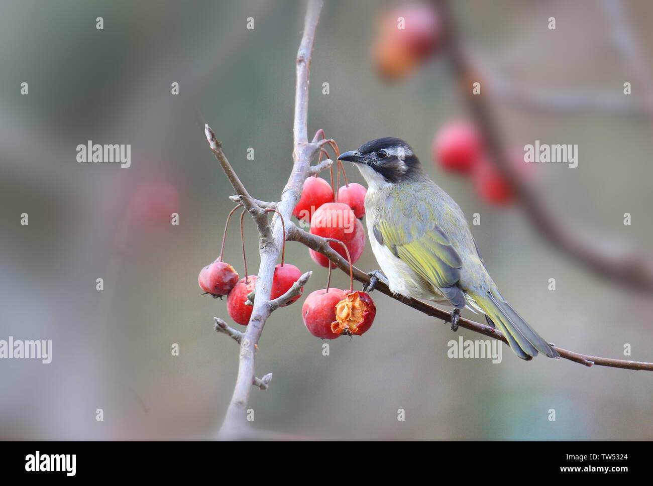 Three of the foraging birds Stock Photo - Alamy