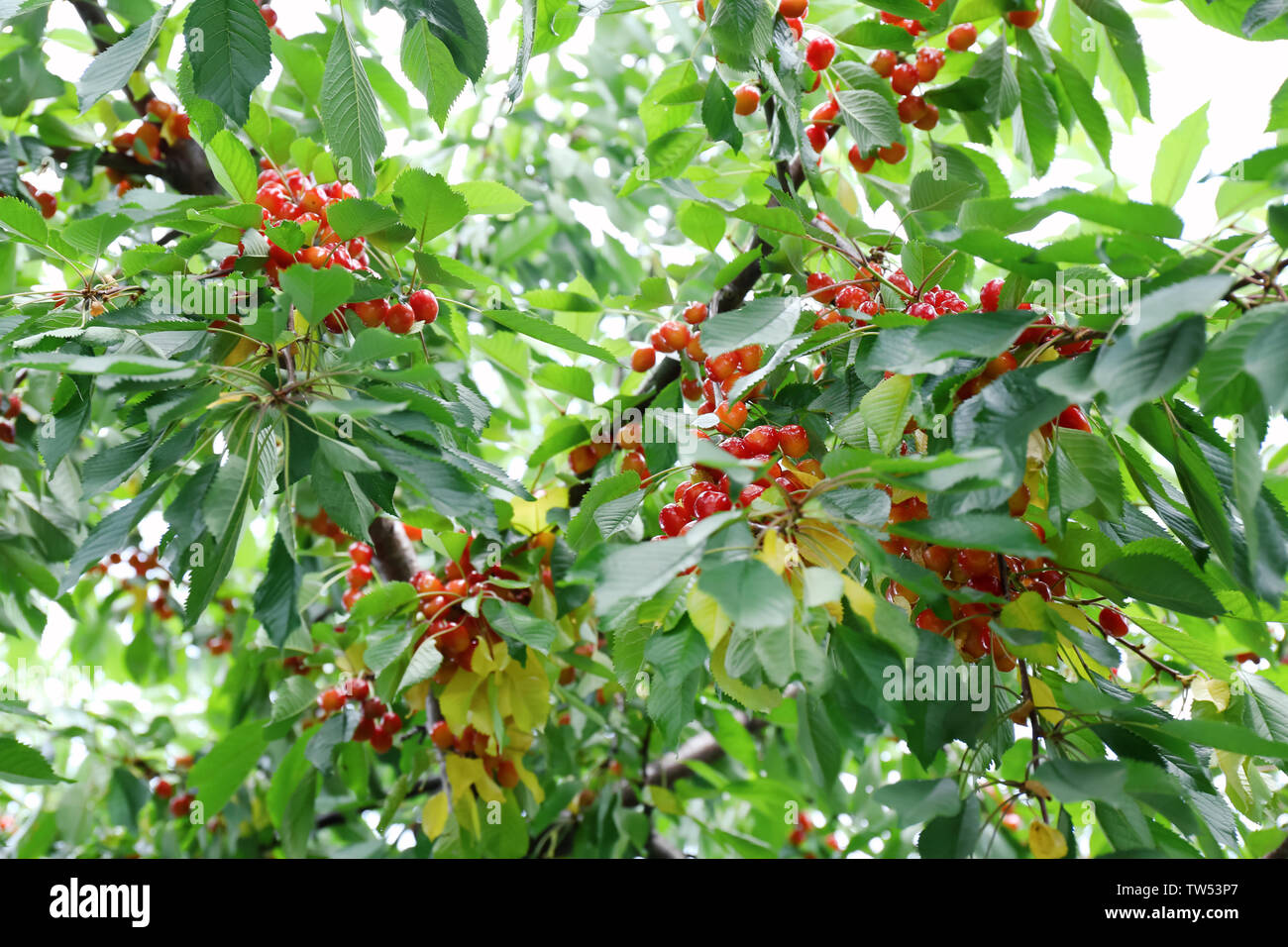 Branches of cherry tree in orchard Stock Photo - Alamy