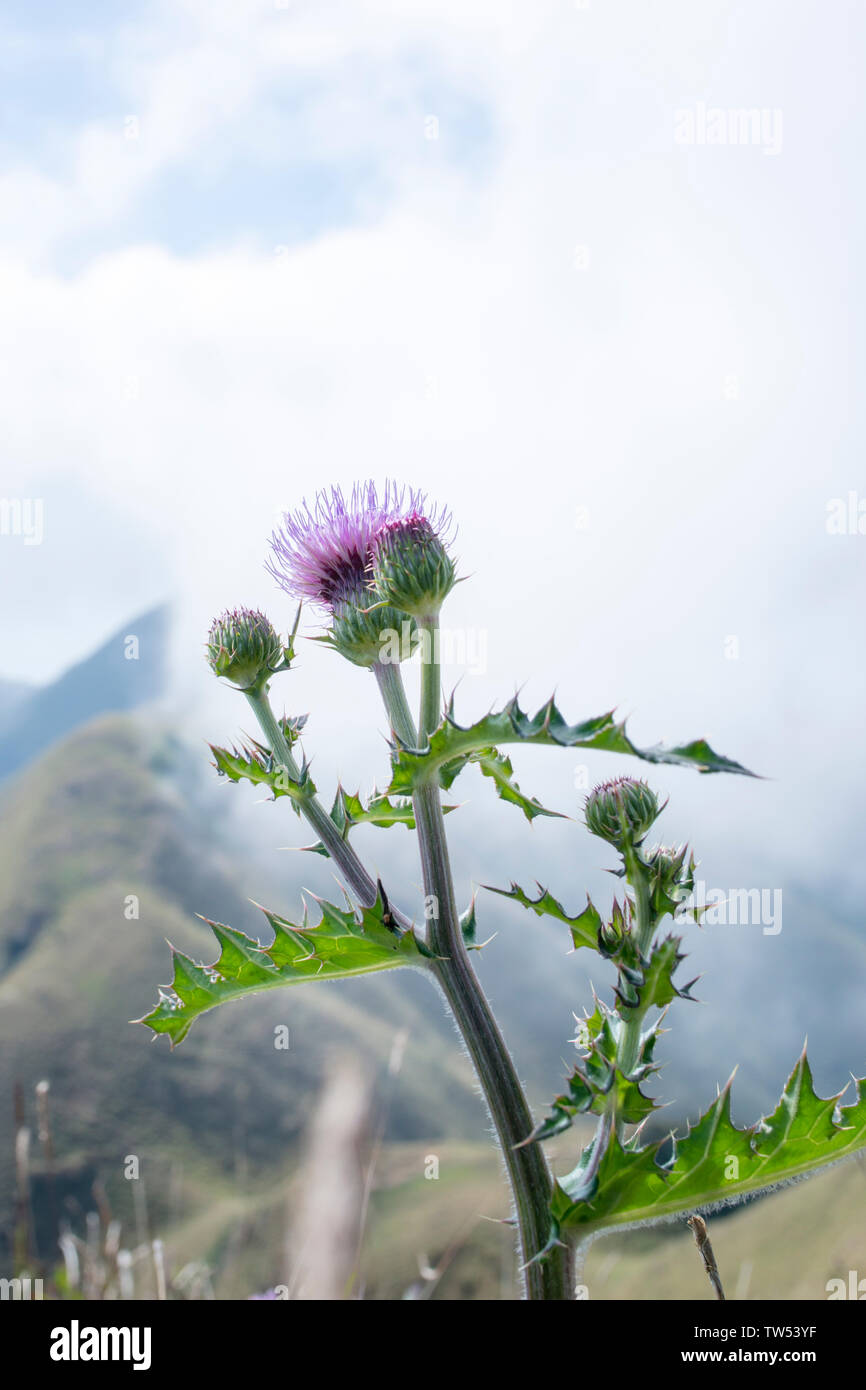 Large-winged thistle plants blooming on the mountains of autumn Stock ...