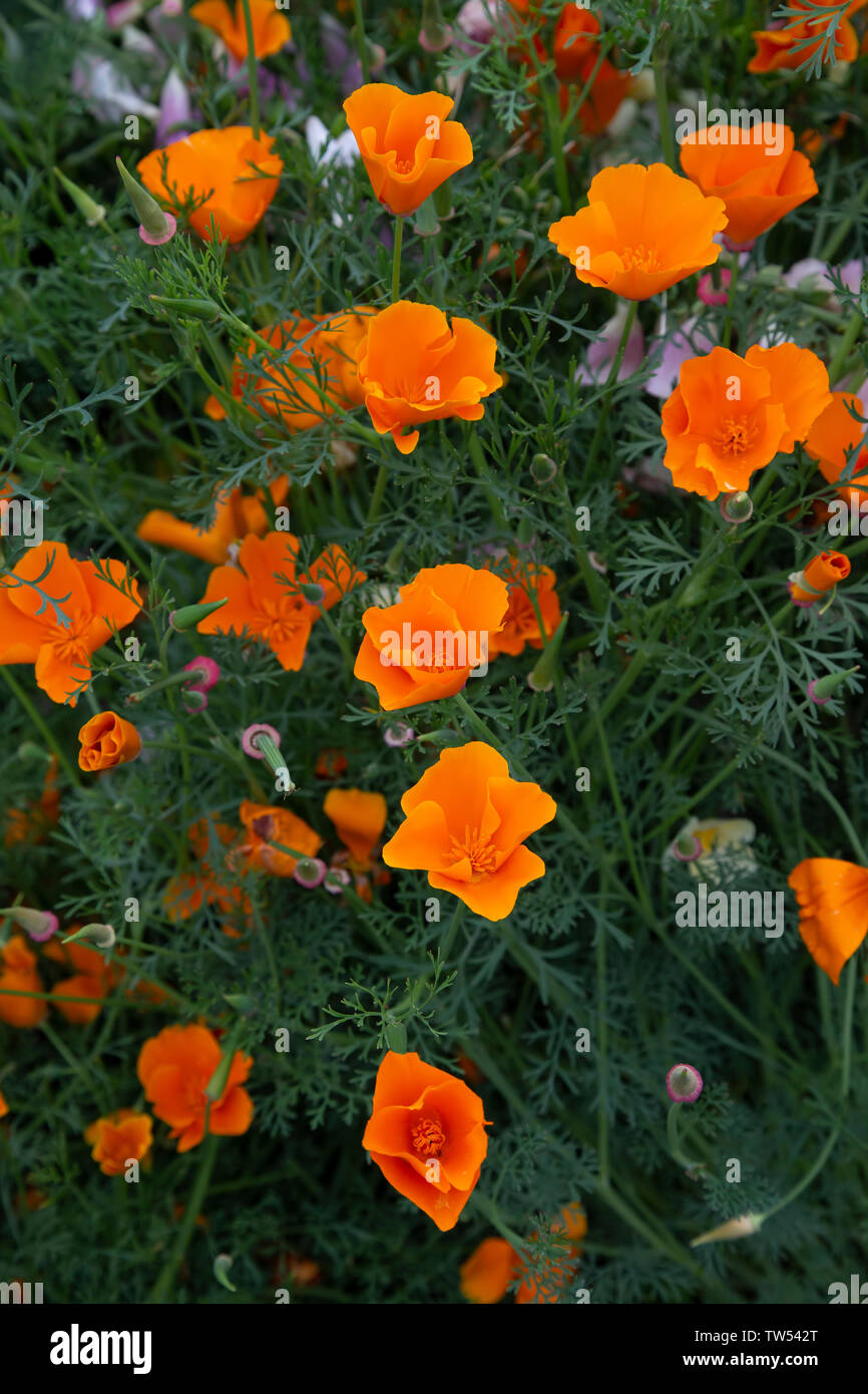 Orange California poppies Eschscholzia californica thriving in a ...