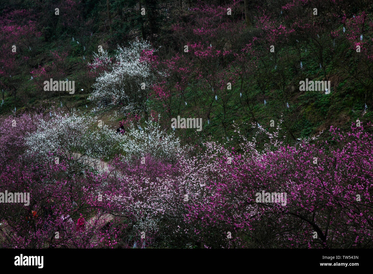 Pengzhou Danjingshan Mei Valley Stock Photo - Alamy