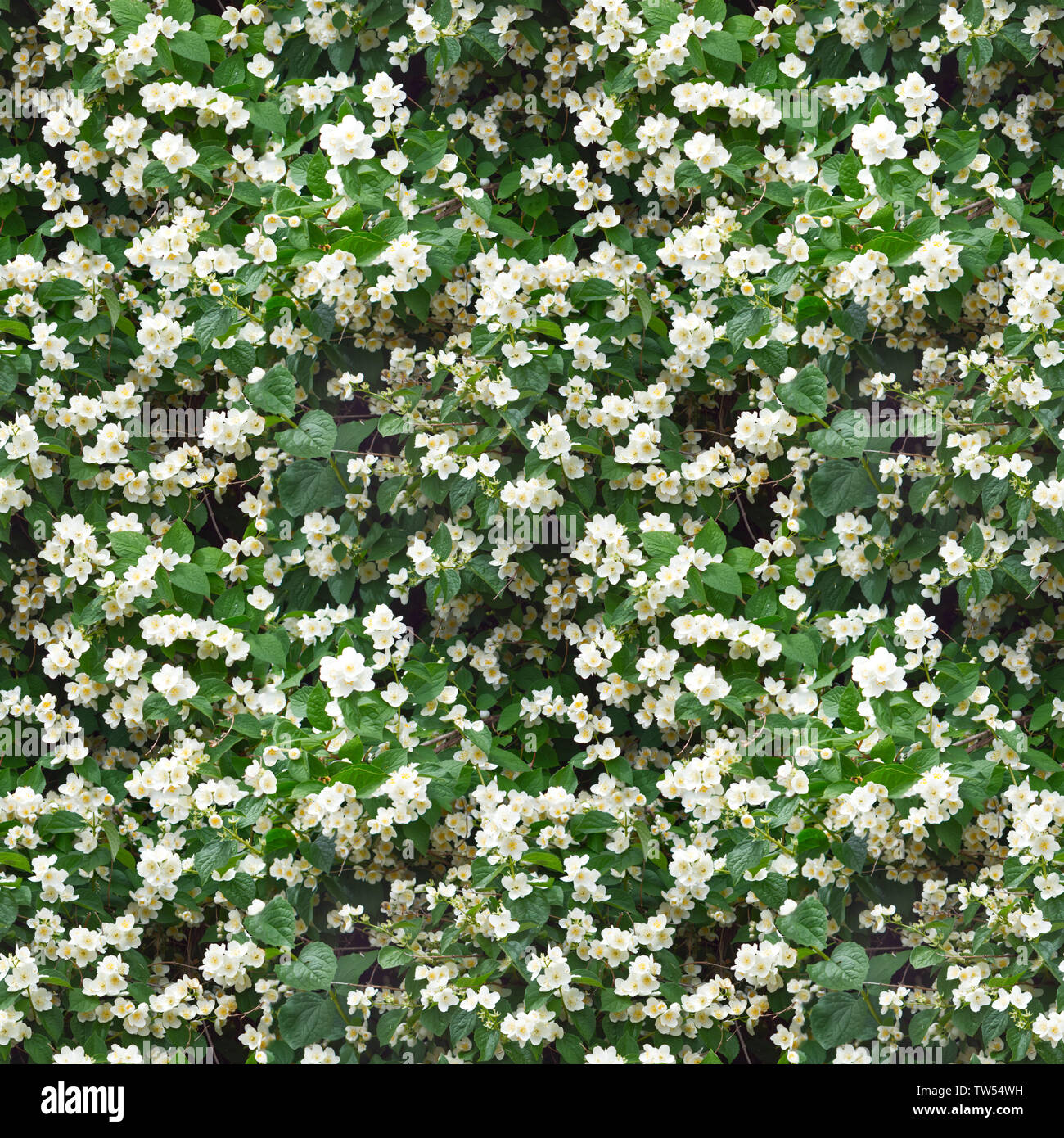 Shrub Texture Seamless