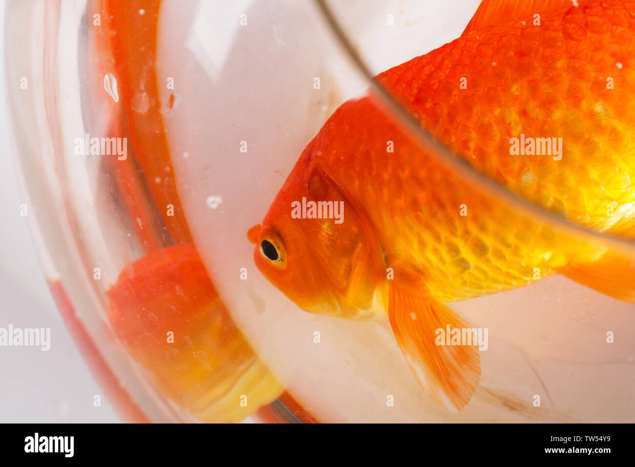 Sick fish tank hi-res stock photography and images - Alamy