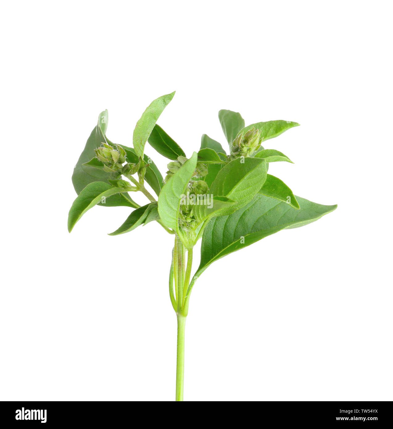 Fresh basil plant on white background Stock Photo - Alamy