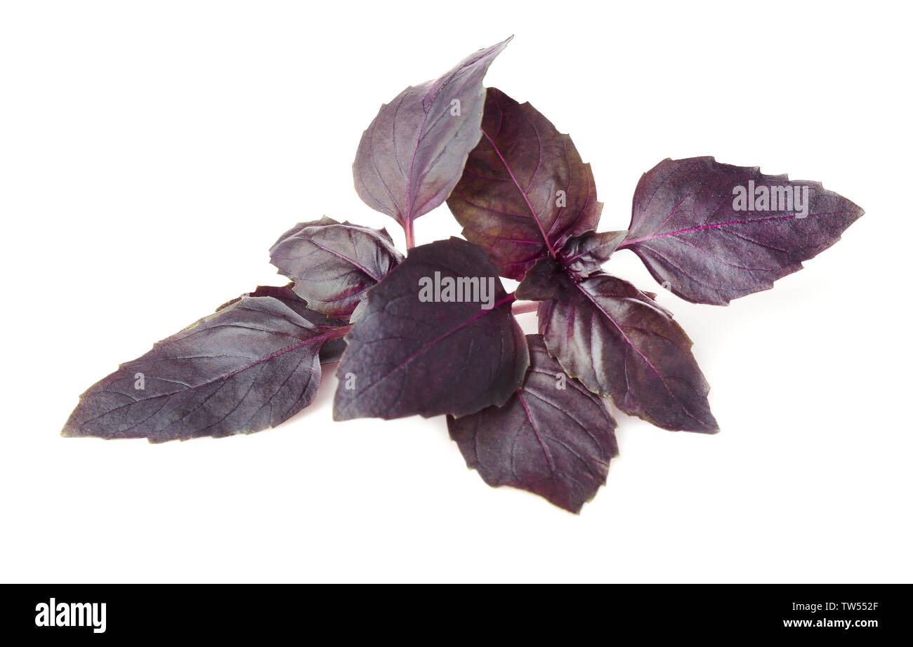 Fresh basil plant on white background Stock Photo - Alamy