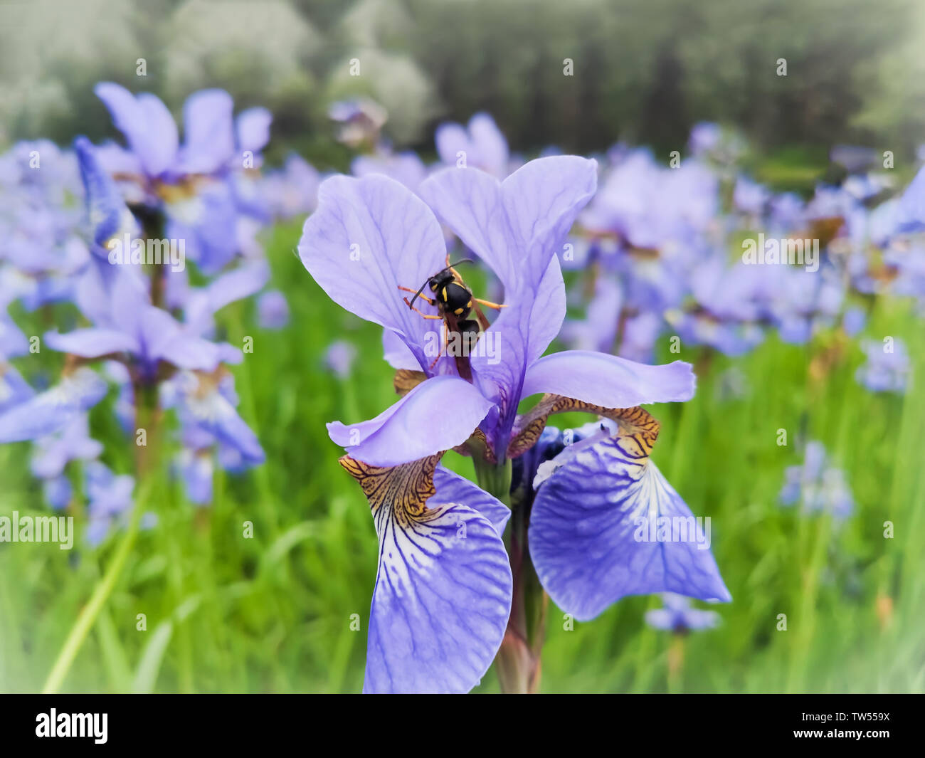 Dark Blue Iris Flower